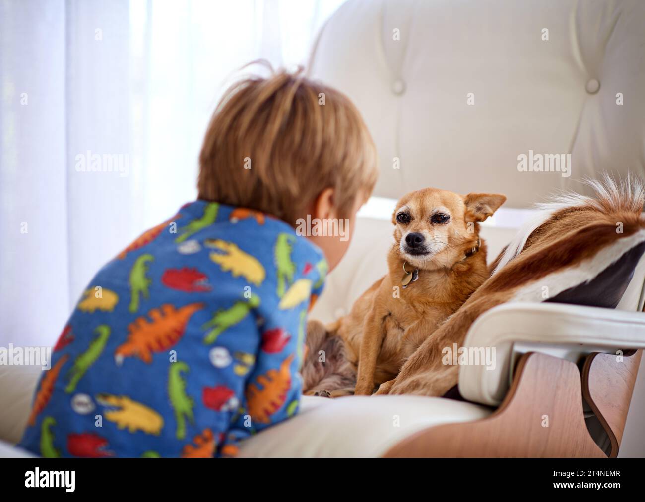 Staring competition. A little boy looking at his dog on the couch Stock ...