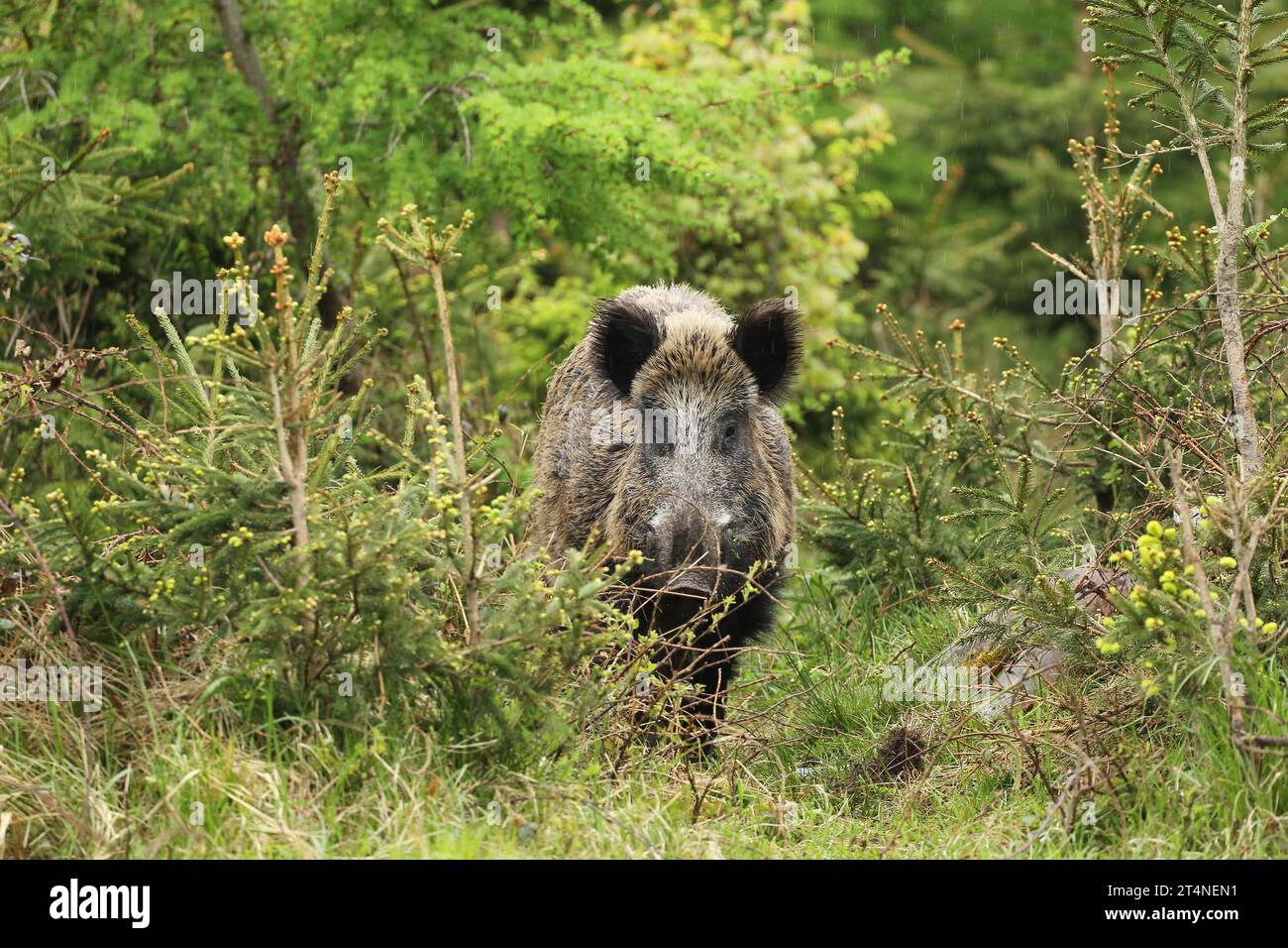 Wild boar (Sus scrofa) sow during rain in front of the thicket, Allgaeu ...
