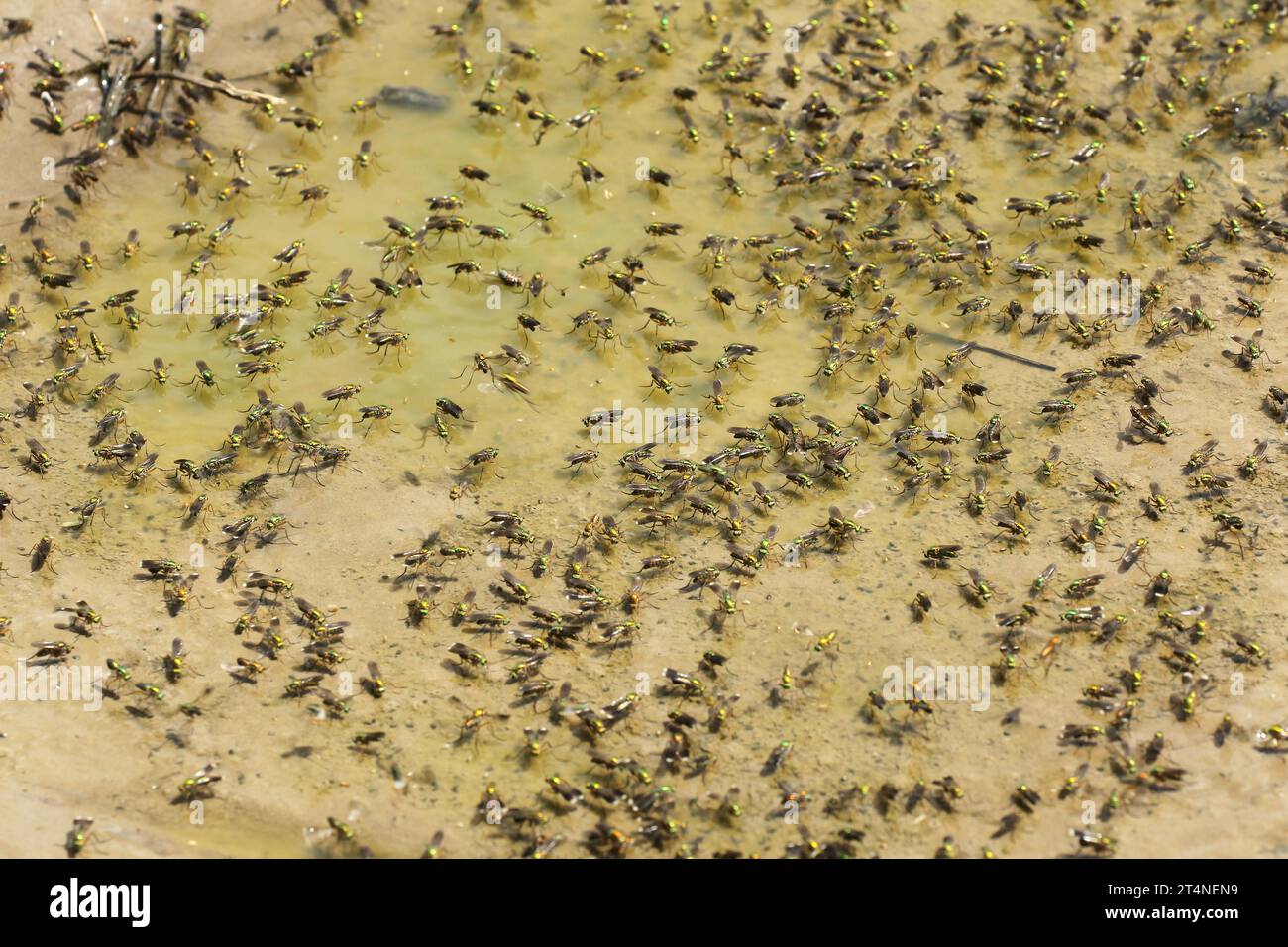 Green long-legged flies (Poecilobothrus nobilitatus) walking on water ...