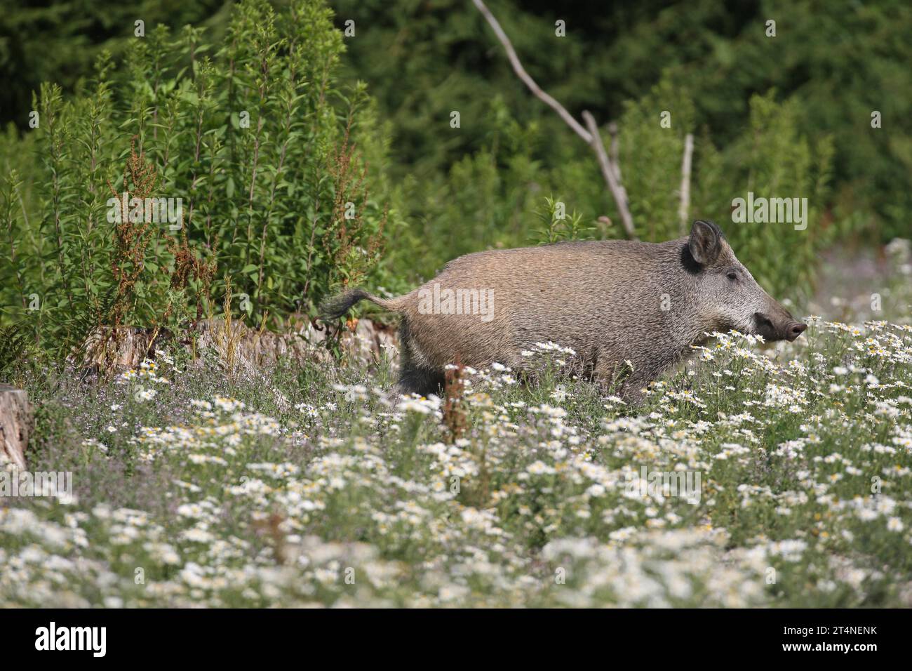 Wild boar (Sus scrofa) in a summer meadow, Allgaeu, Bavaria, Germany ...