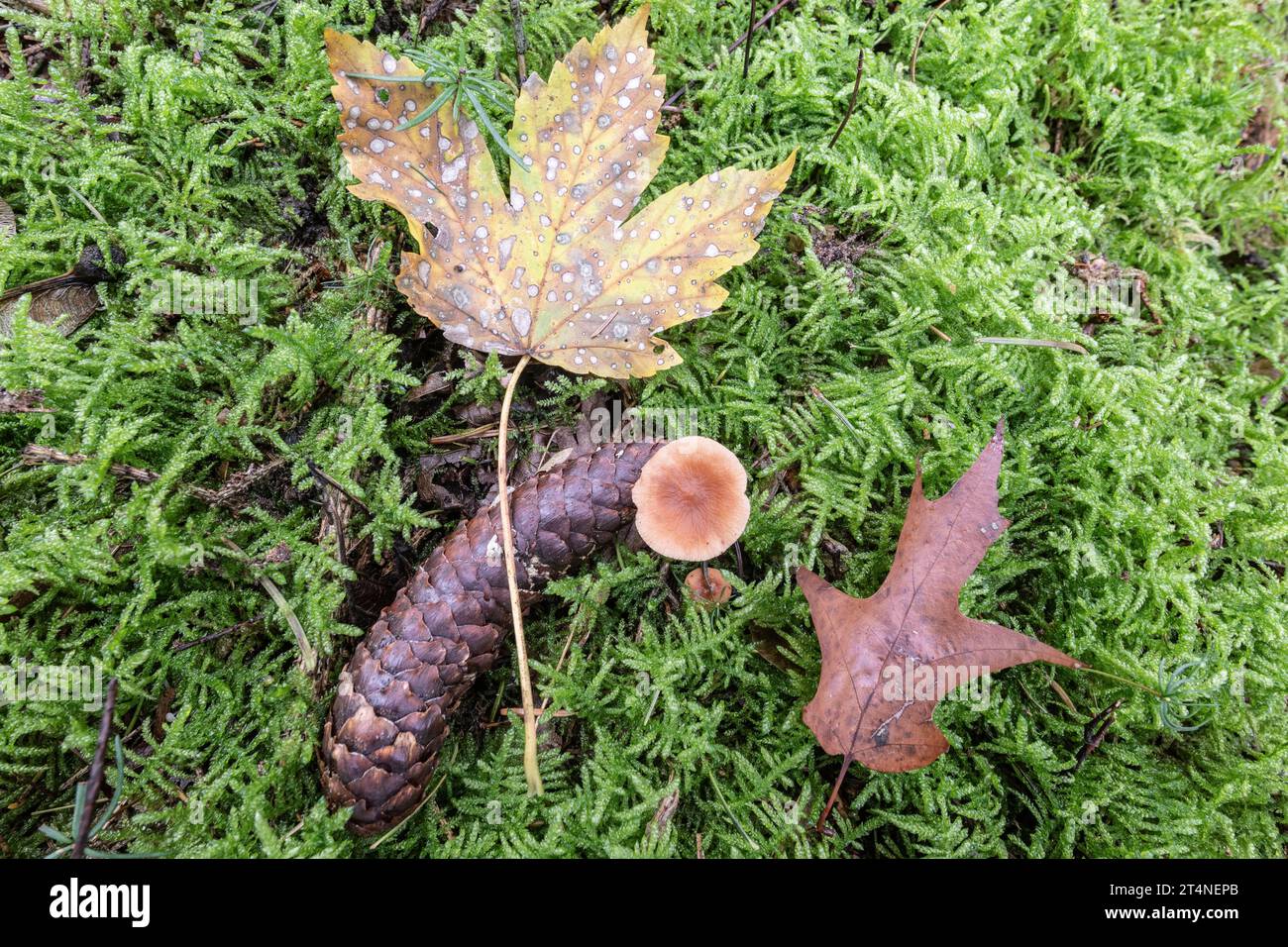 Beech cone on moss hi-res stock photography and images - Alamy