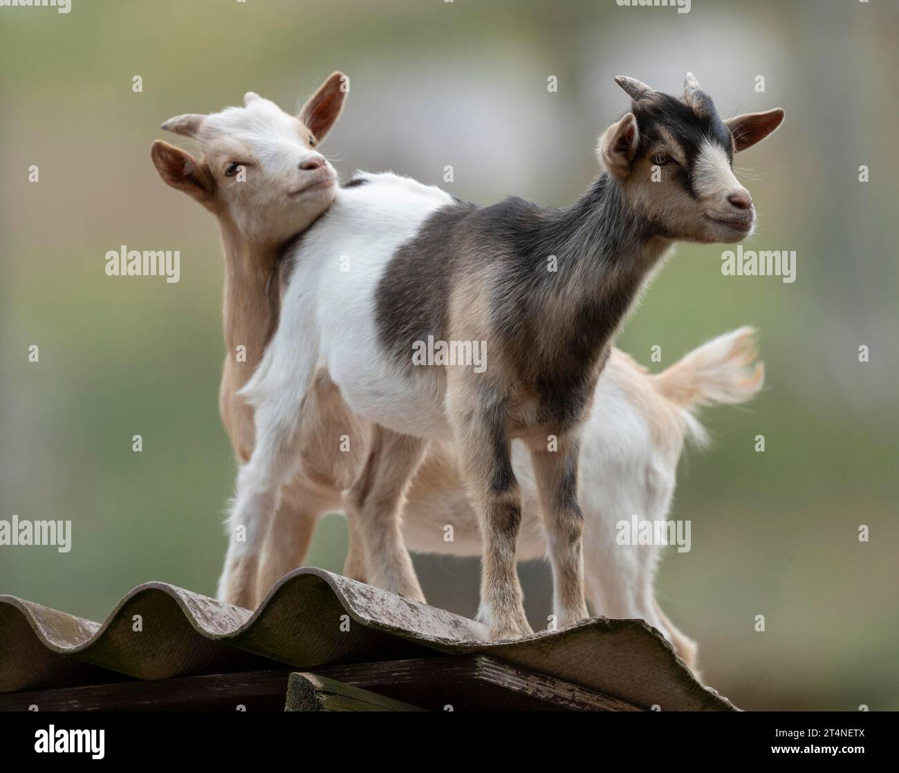 Dwarf goats (Capra) standing on a corrugated roof of a hut, Lower ...