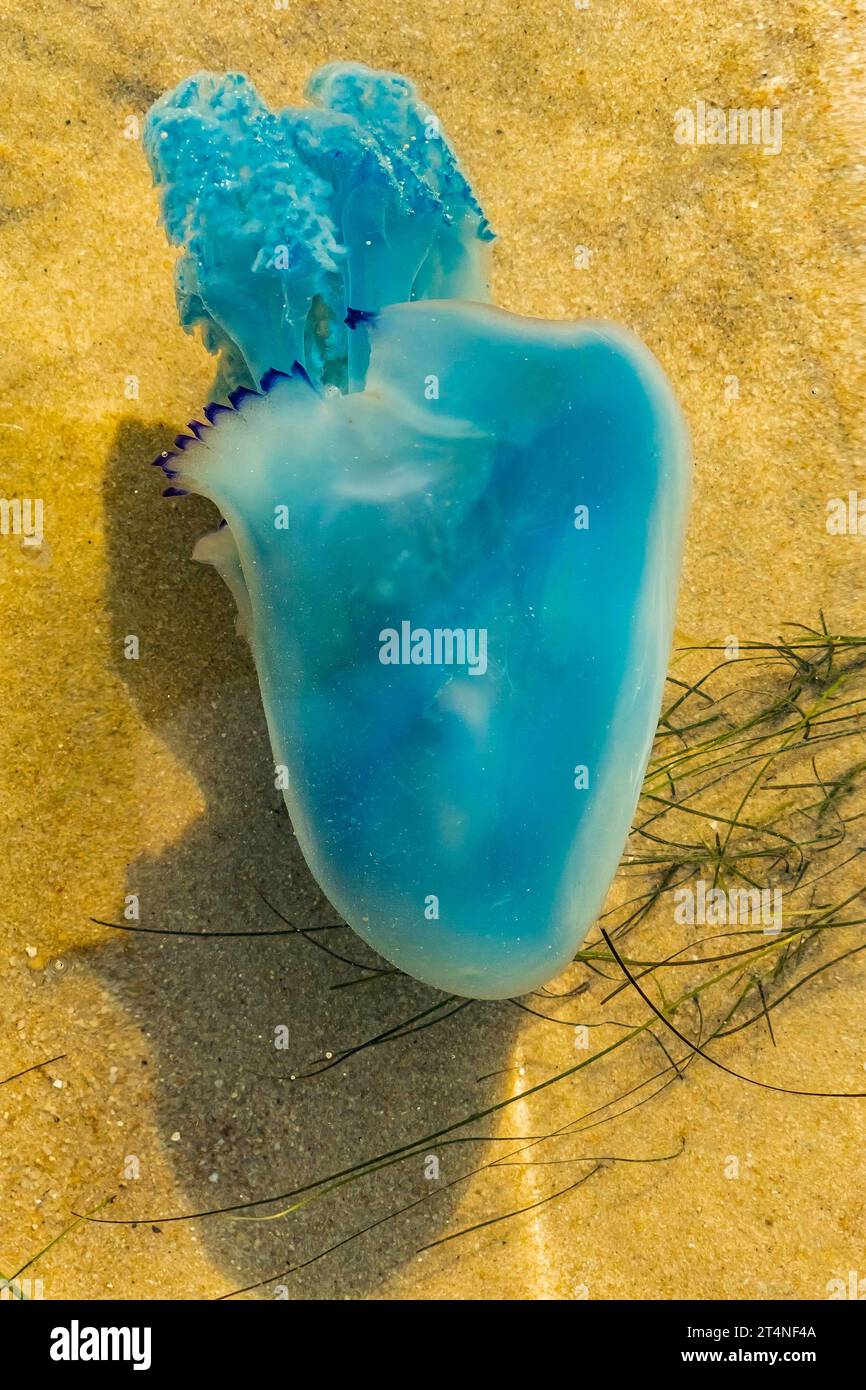Blue jellyfish (Cyanea lamarckii) swimming in shallow waters of the ...