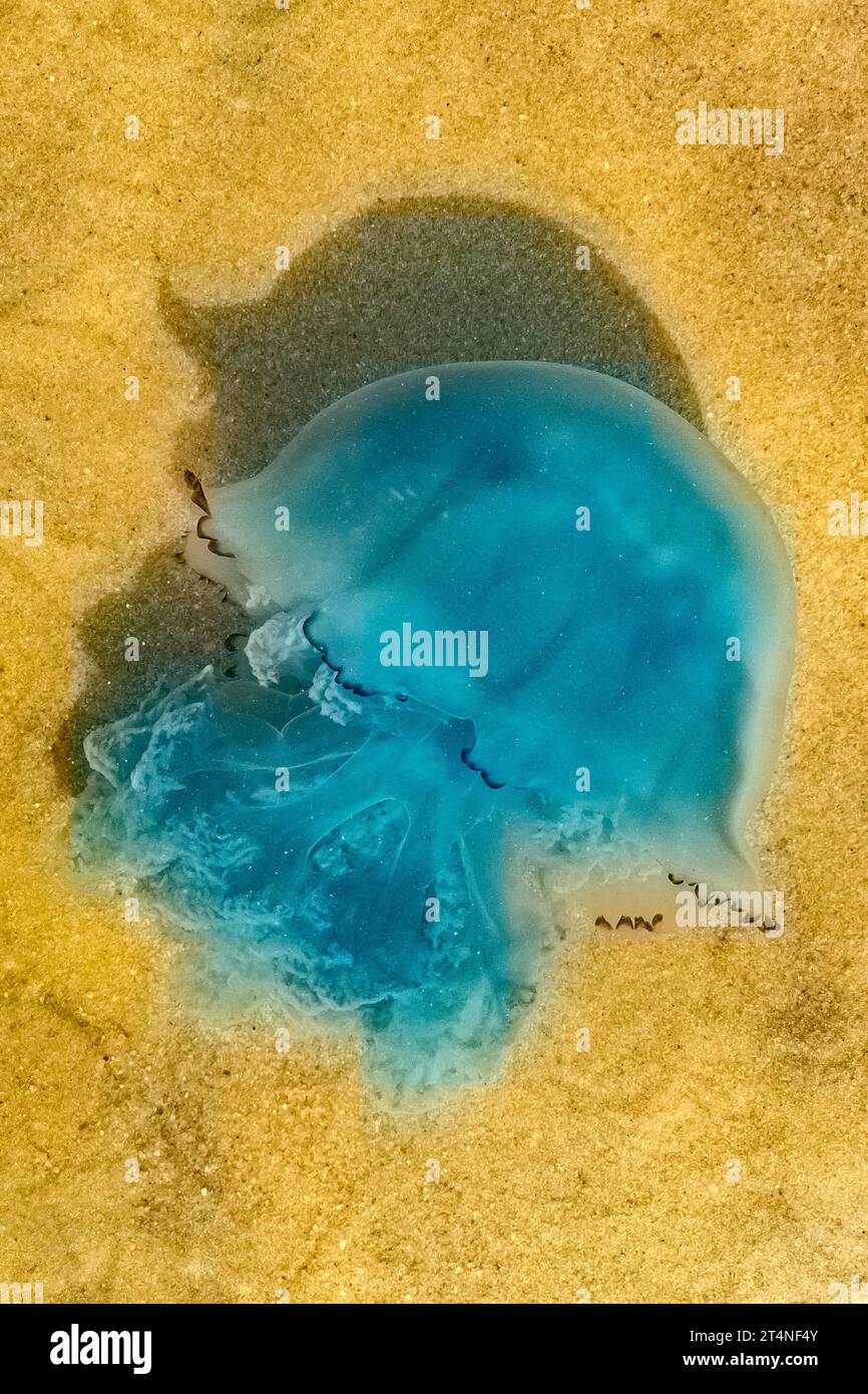 Blue jellyfish (Cyanea lamarckii) swimming in shallow waters of the ...