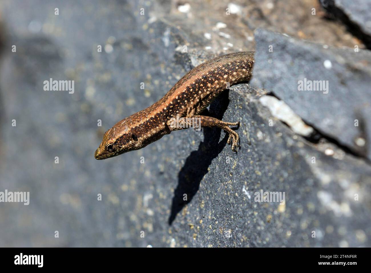 Madeira lizard or madeiran wall lizard (Teira dugesii), endemic ...