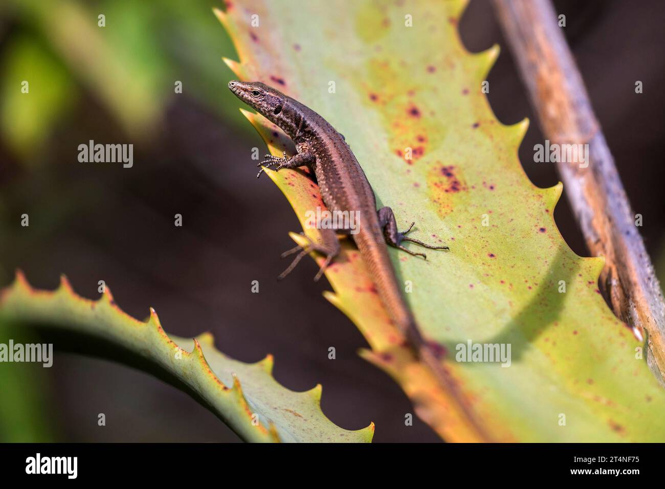 Lizard madeira island portugal hi-res stock photography and images - Alamy