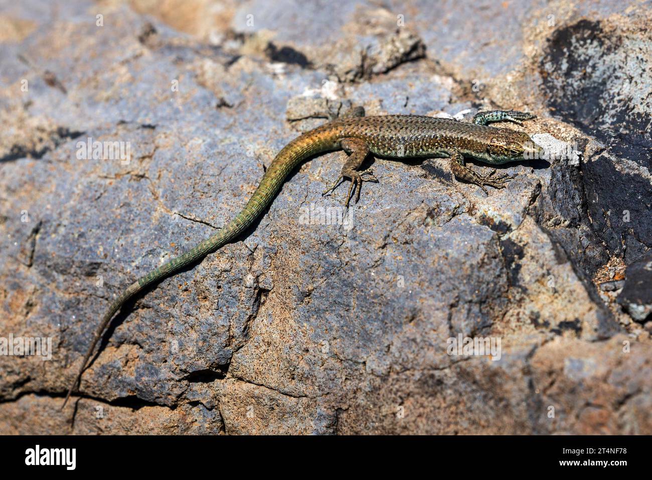 Madeira lizard or madeiran wall lizard (Teira dugesii), endemic ...