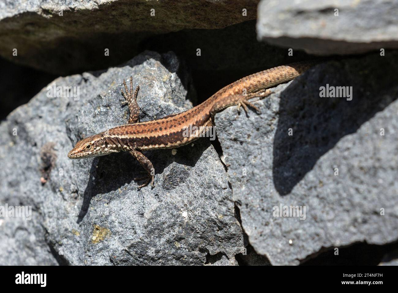 Lizard madeira island portugal hi-res stock photography and images - Alamy