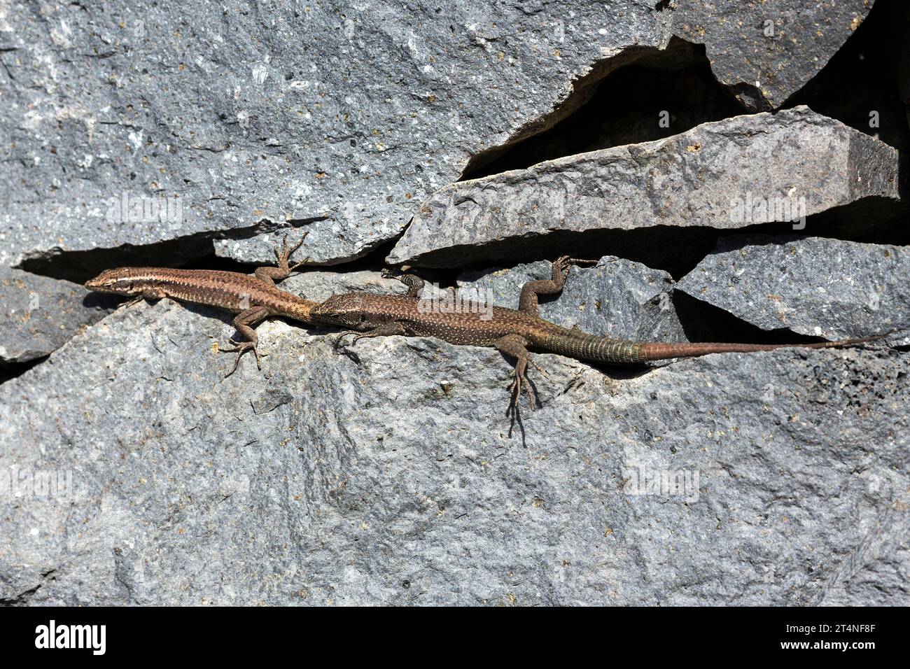 Madeira lizard or madeiran wall lizard (Teira dugesii), endemic ...
