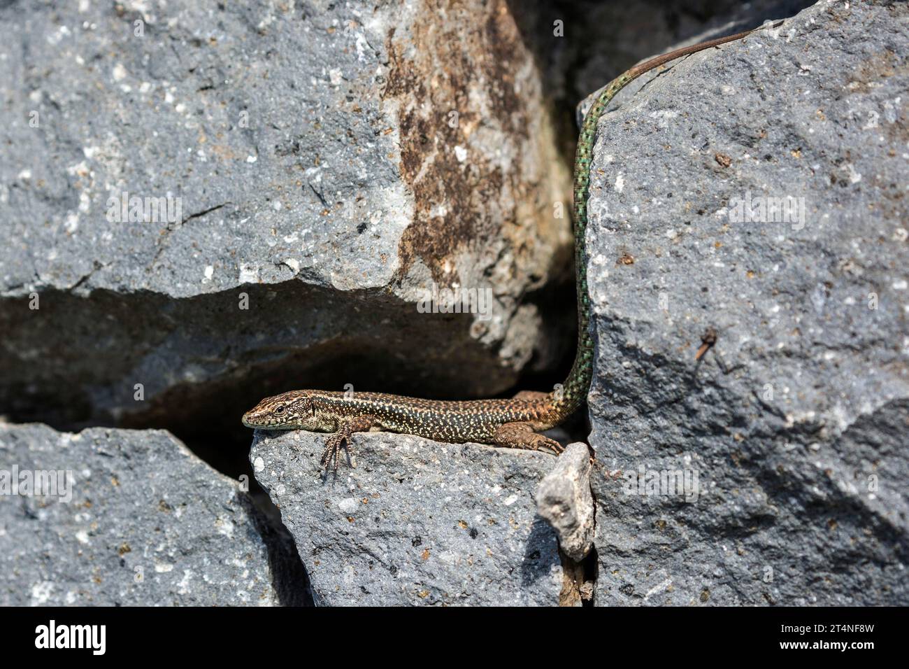 Madeira lizard or madeiran wall lizard (Teira dugesii), endemic ...
