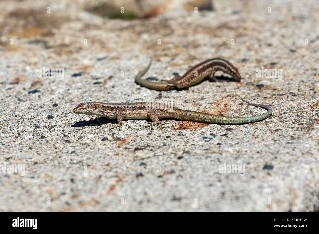 Madeira lizard or madeiran wall lizard (Teira dugesii), endemic ...