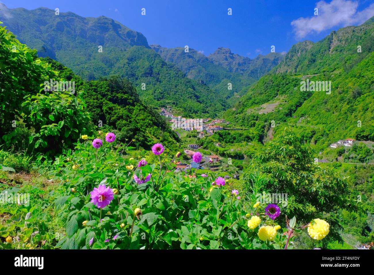 Mountain range, Urzal village, Dahlias, Boaventura, North side, Madeira ...