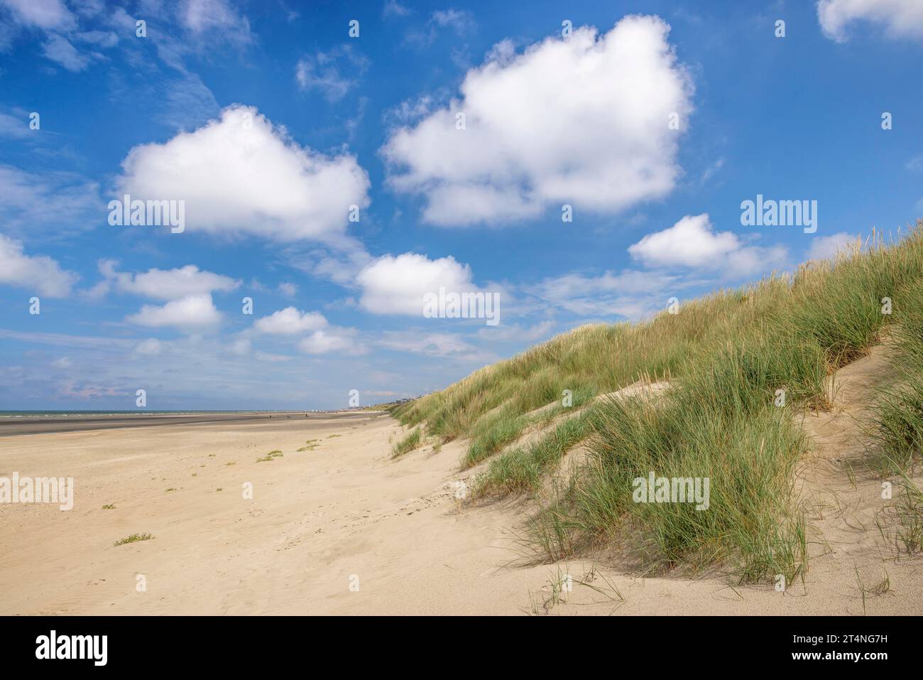 Dune landscape on the North Sea coast in De Panne, De Panne, Flanders ...
