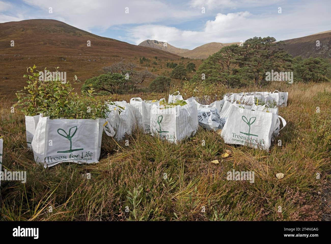 Trees for Life bags with young trees in Glen Affric Highlands Scotland ...