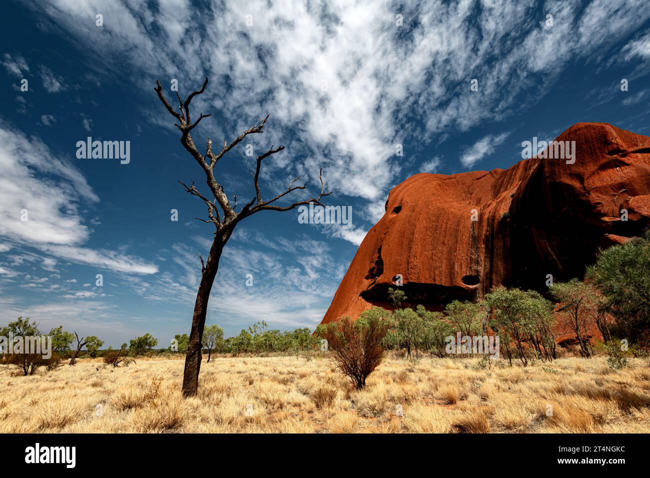 Tree desert uluru hi-res stock photography and images - Alamy