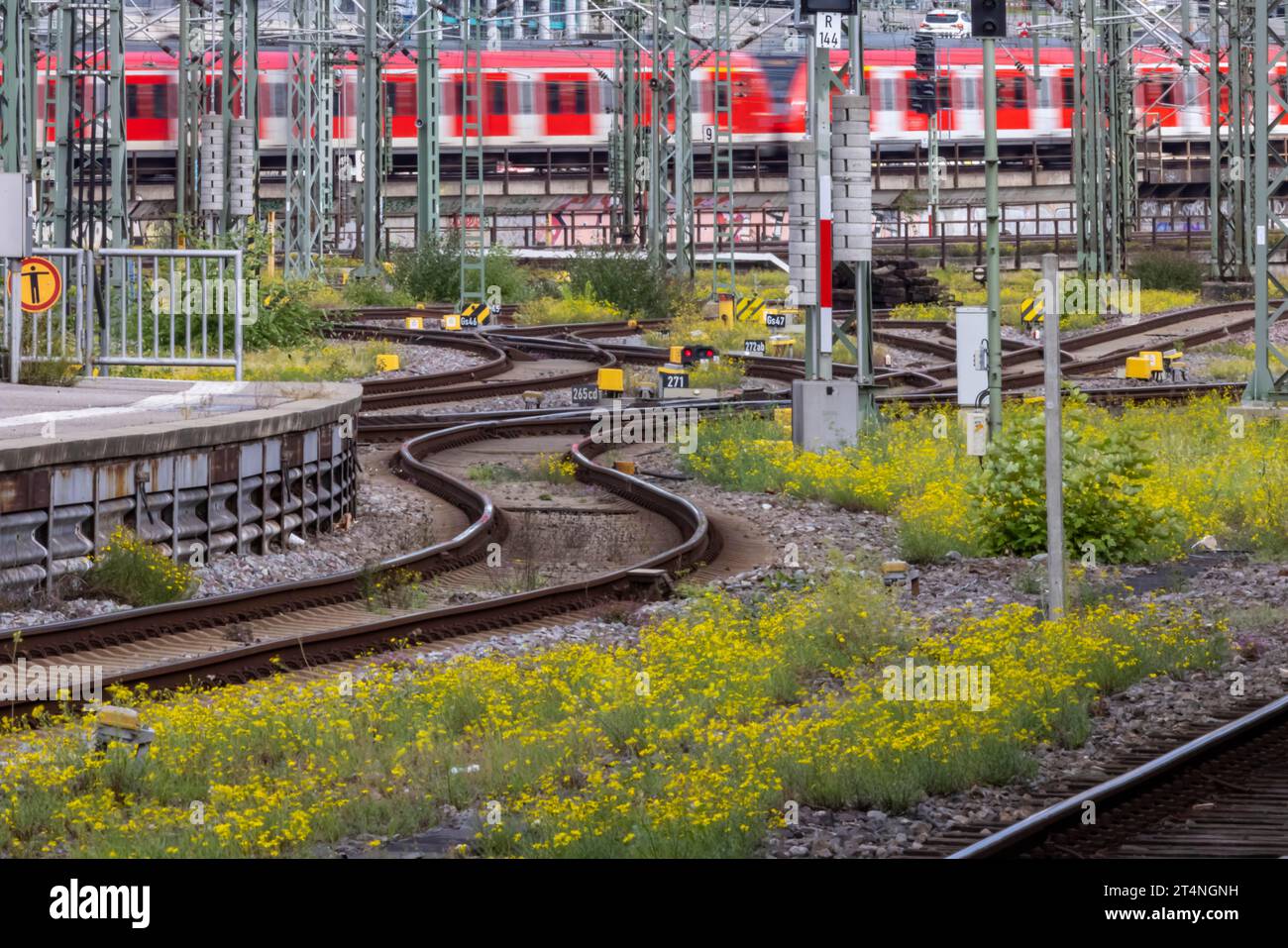 Track apron with rails and switches, main station with regional train ...