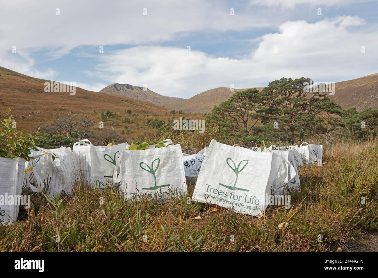 Trees for Life bags with young trees in Glen Affric Highlands Scotland ...