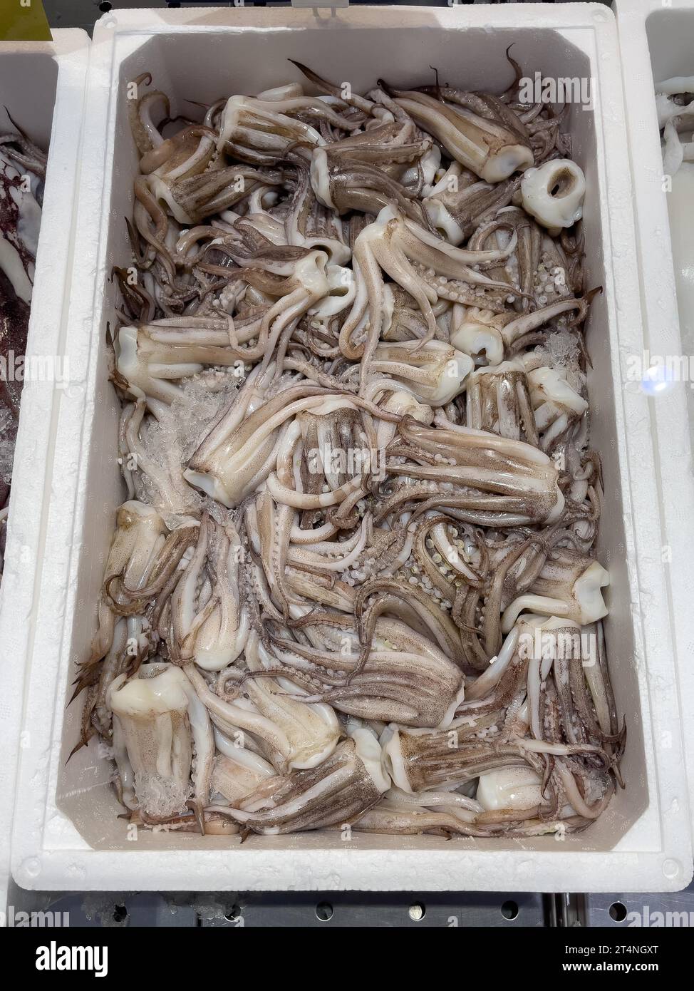 Display of caught fish Fresh fish tentacles of Argentine shortfin squid ...