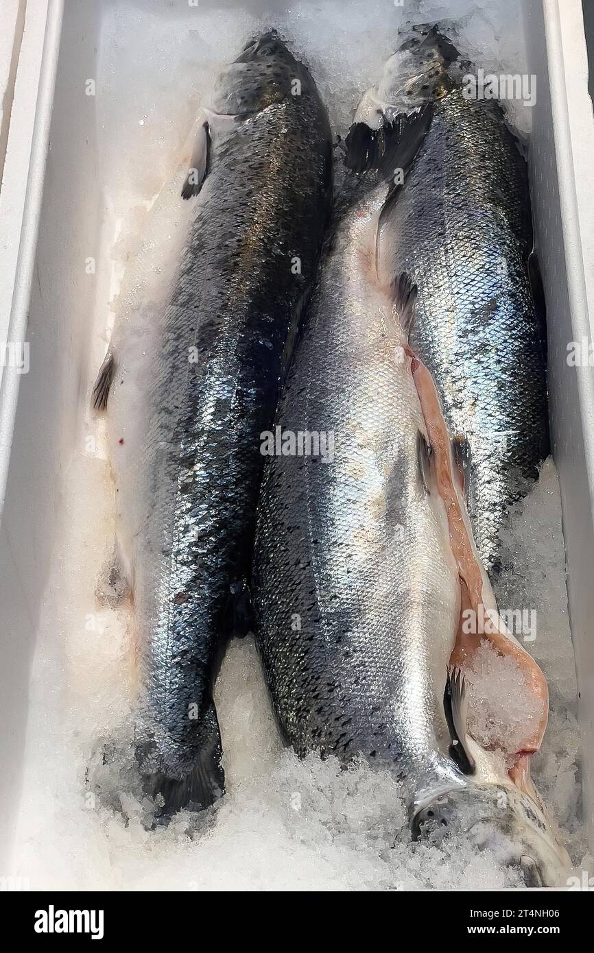 Display of fishing caught whole fish fresh fish three pieces Atlantic ...