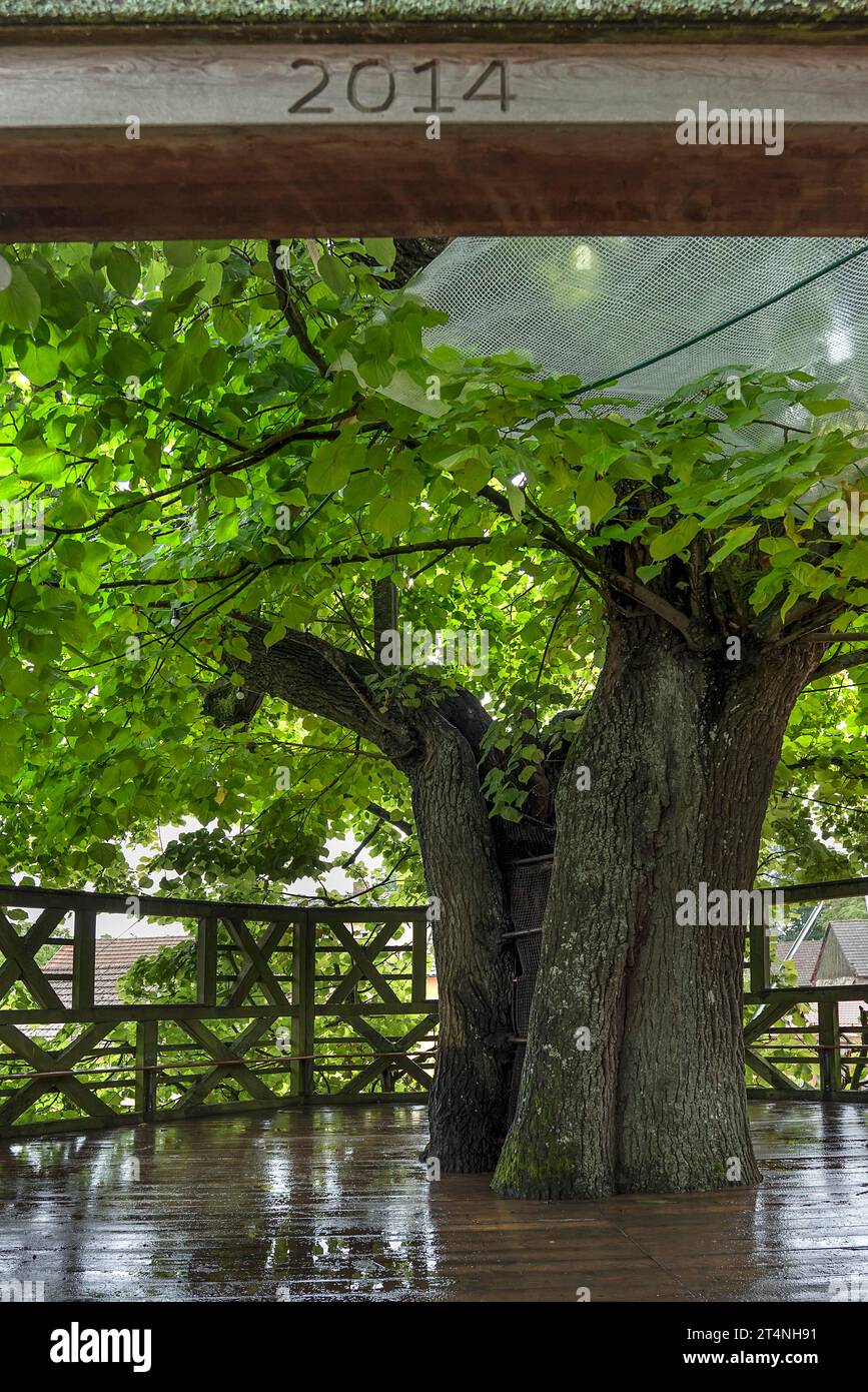 Historical dance lime tree with dance floor, Limmersdorf, Upper ...