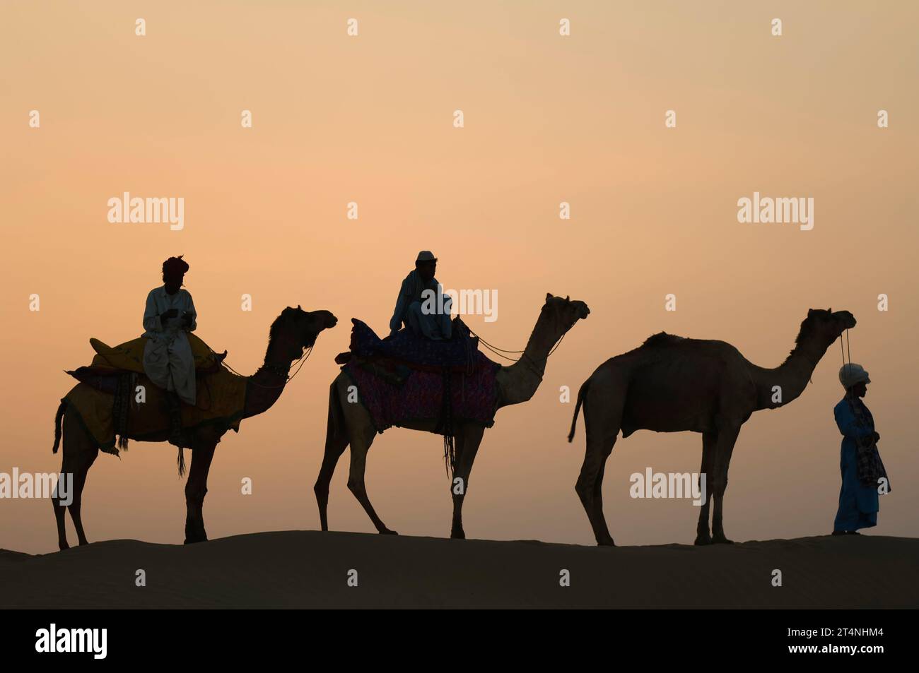 Camels at sunset in the Thar desert, Rajasthan, India Stock Photo - Alamy