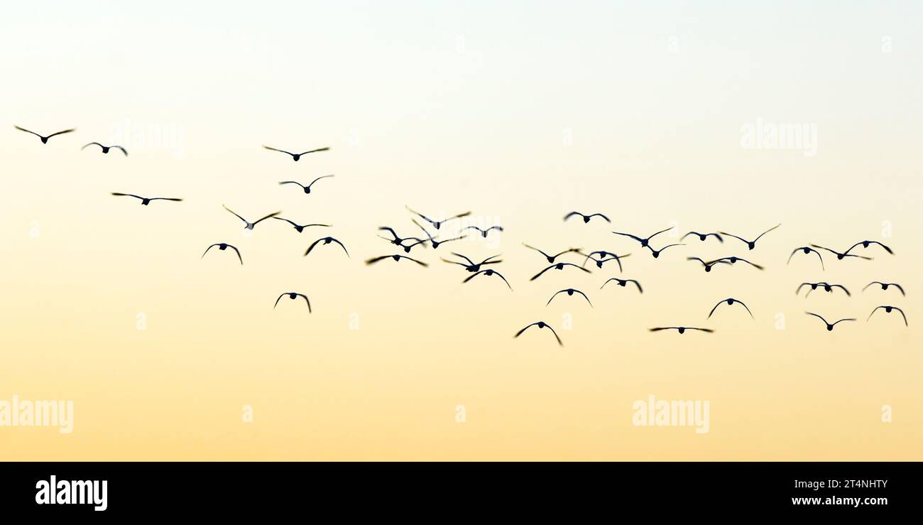 Flock of birds at sunset, Kaziranga National Park, UNESCO World ...