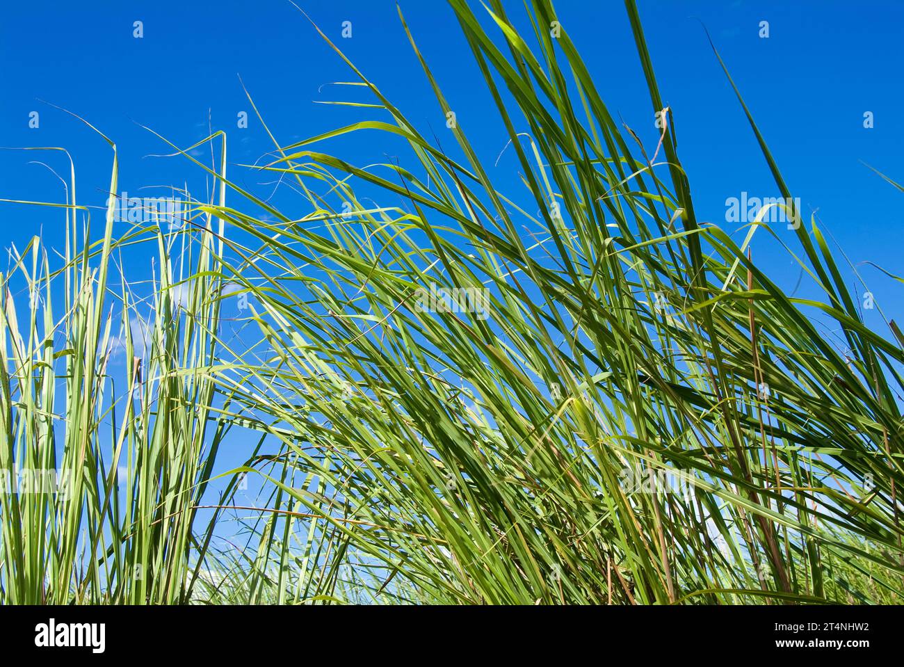 Elephant grass, Kaziranga National Park, UNESCO World Heritage Site ...
