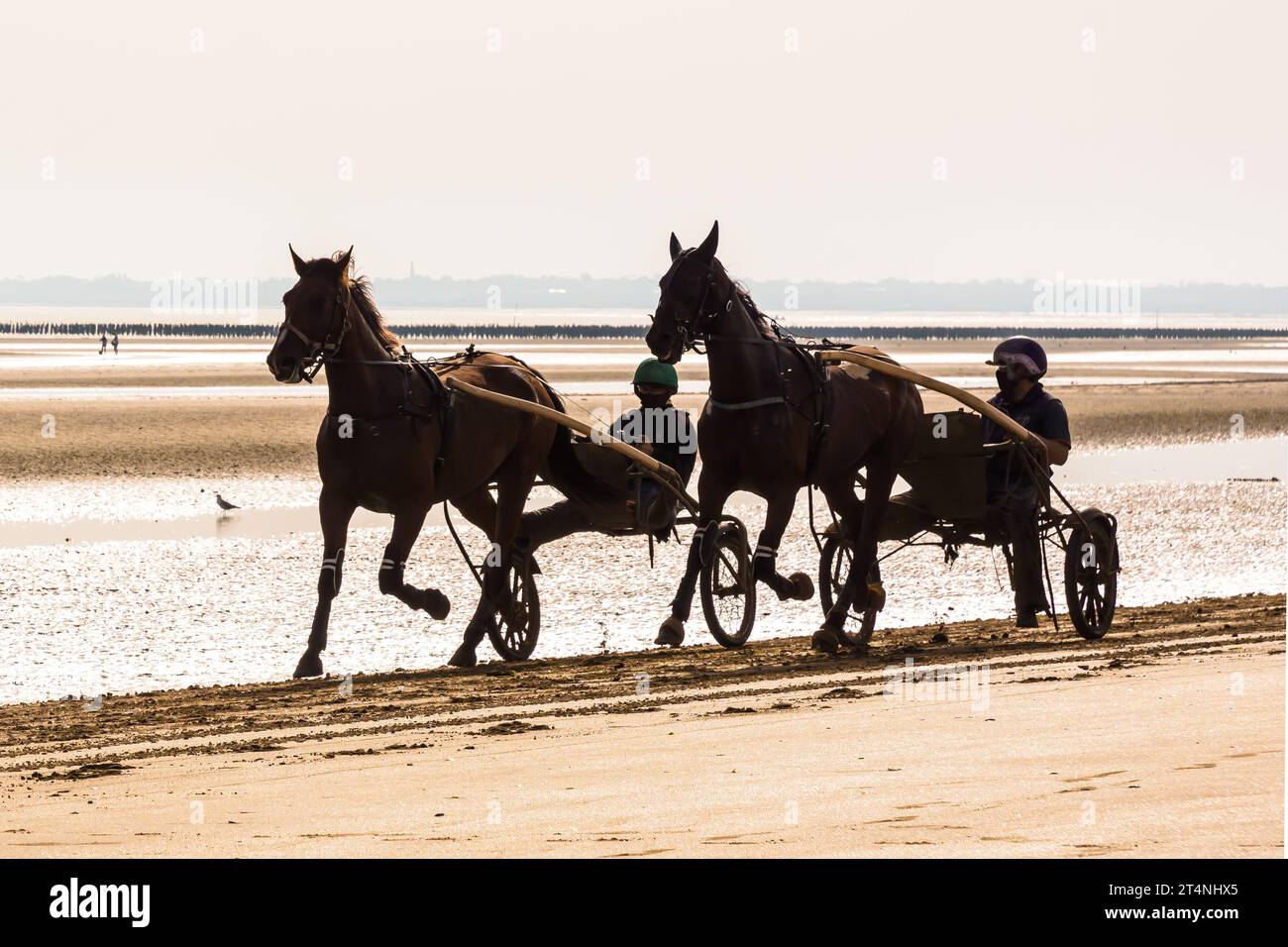 Two drivers on their sulkies train harness racing horses on the beach ...