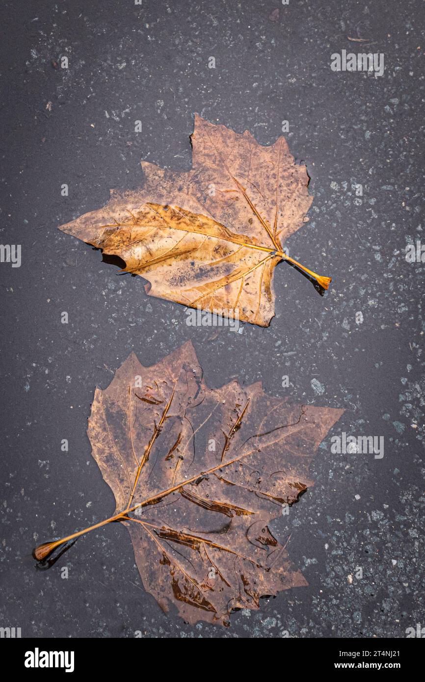 Dead Sycamore Acer pseudoplatanus leaves lying in a pool of rainwater ...