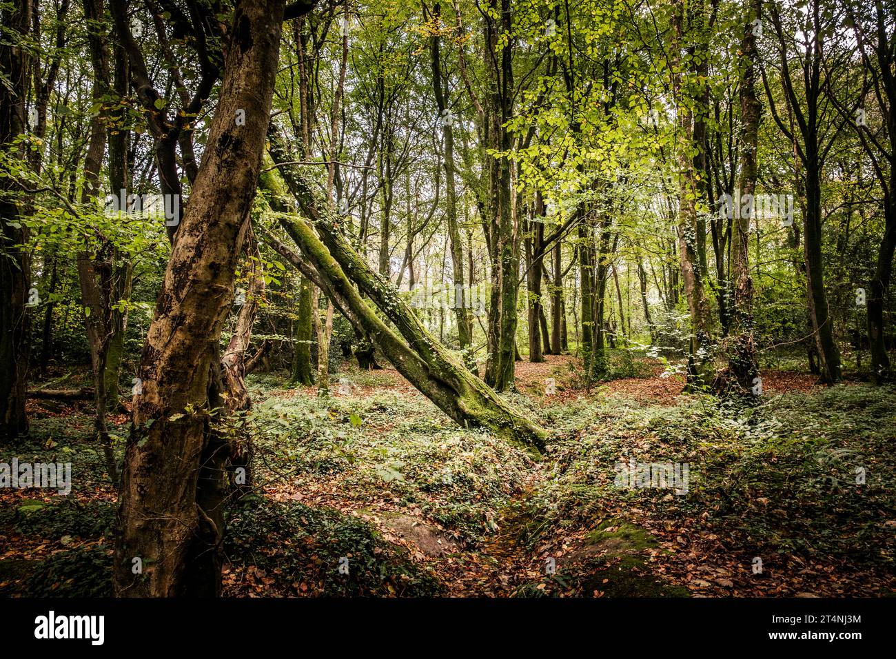 Tehidy Woods Country Park in Cornwall in the UK Stock Photo - Alamy
