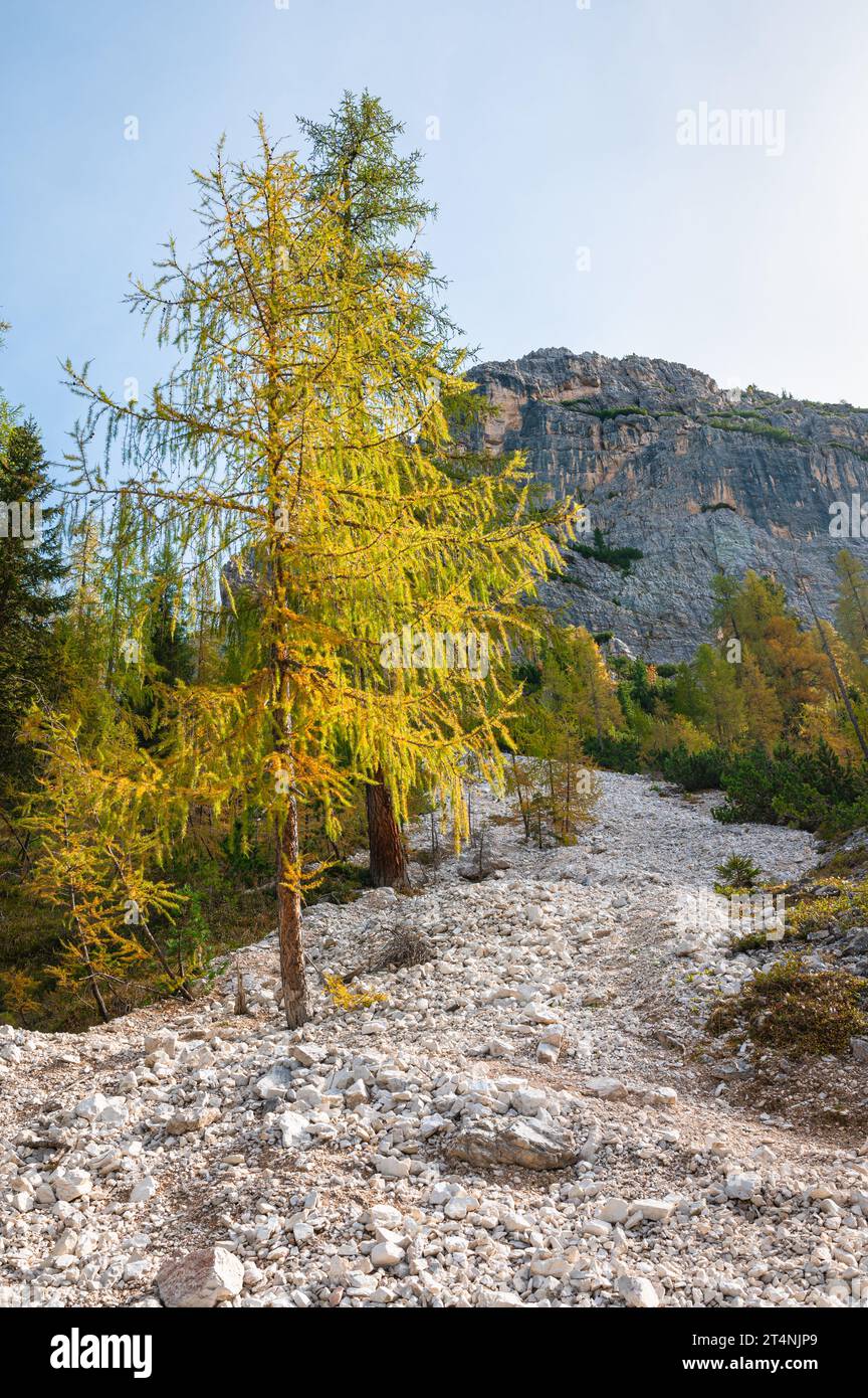 Yellow larch tree on a scree slope in the Dolomites Stock Photo - Alamy