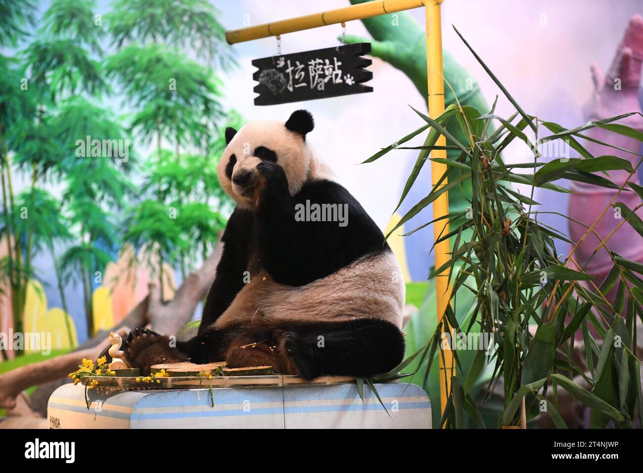 A giant panda enjoys food at the Chimelong Safari Park in Guangzhou ...