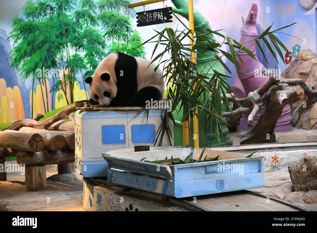 A giant panda enjoys food at the Chimelong Safari Park in Guangzhou ...