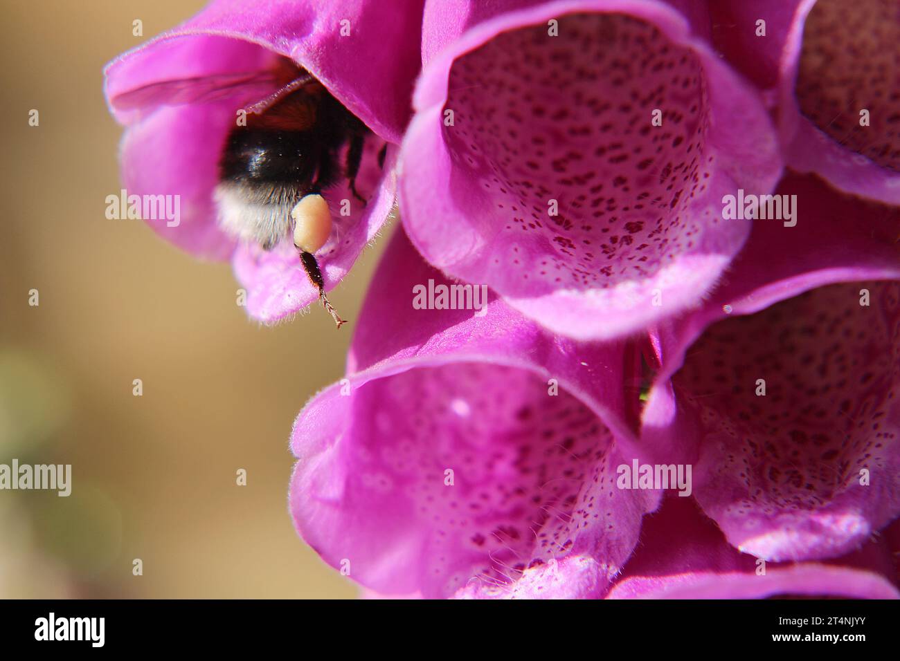 Bumblebee inside foxglove flower hi-res stock photography and images ...
