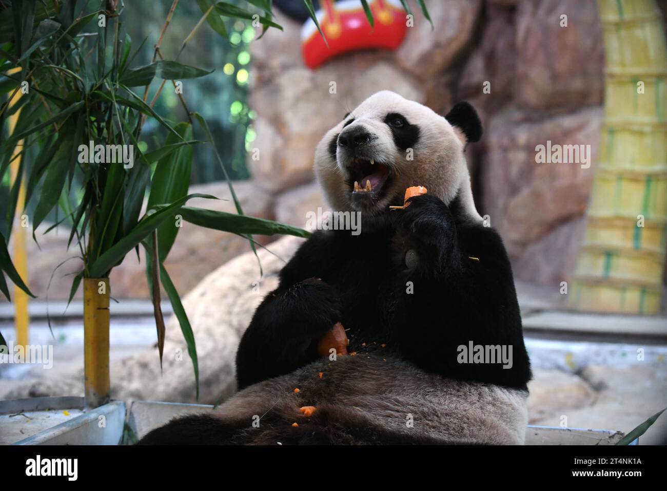 A giant panda enjoys food at the Chimelong Safari Park in Guangzhou ...