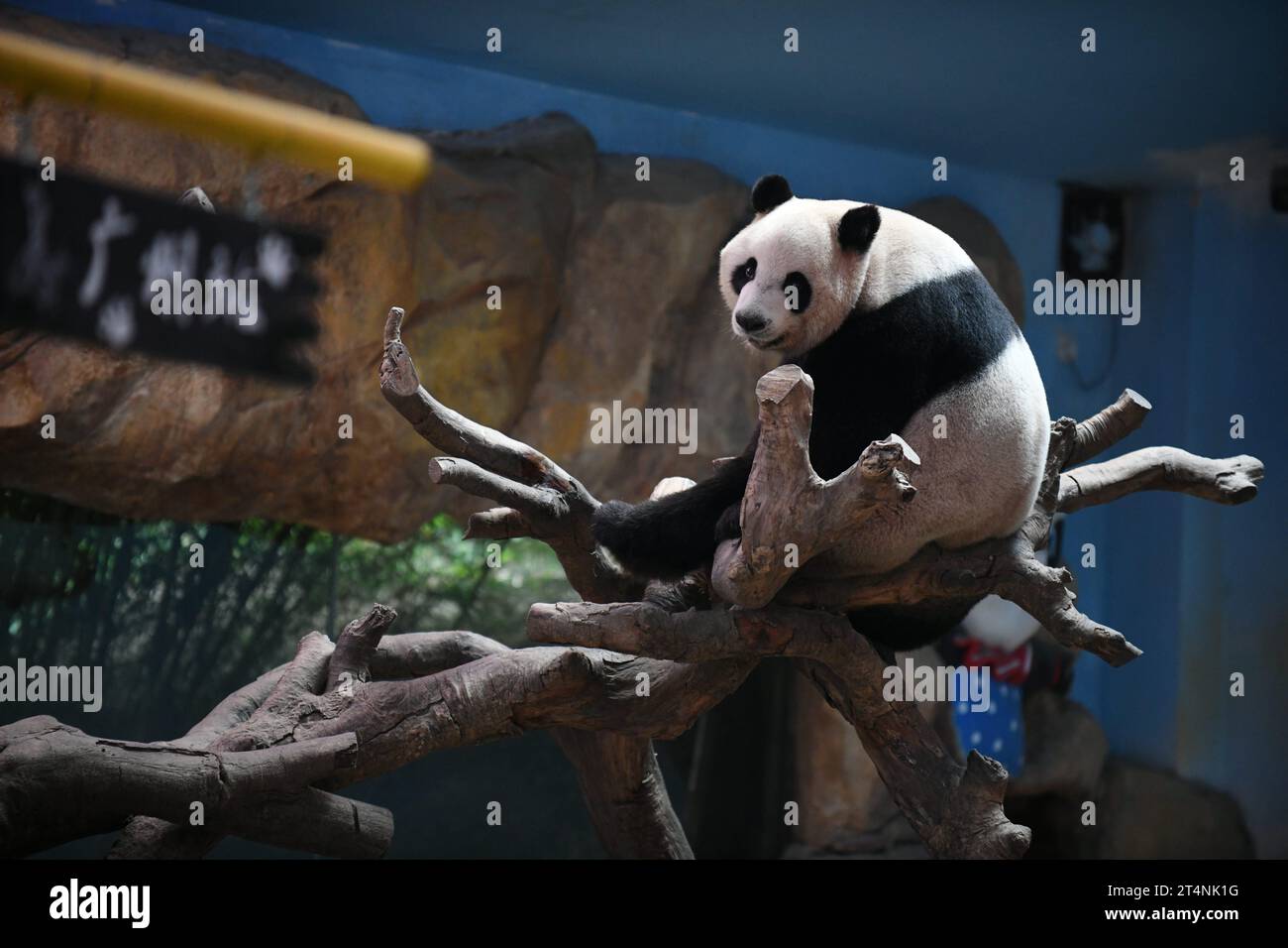 A giant panda enjoys food at the Chimelong Safari Park in Guangzhou ...