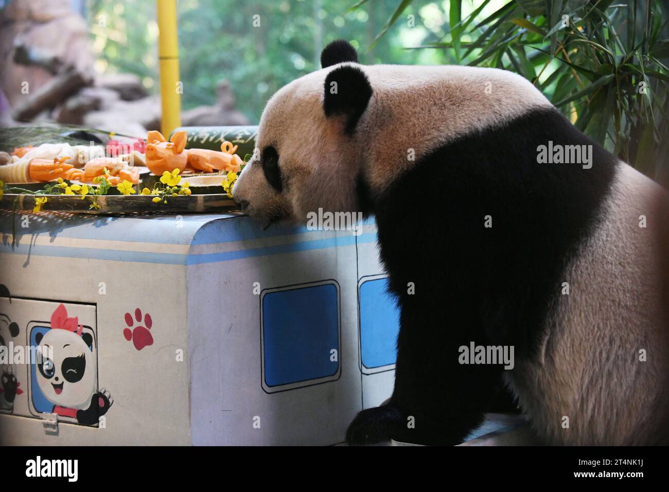 A giant panda enjoys food at the Chimelong Safari Park in Guangzhou ...