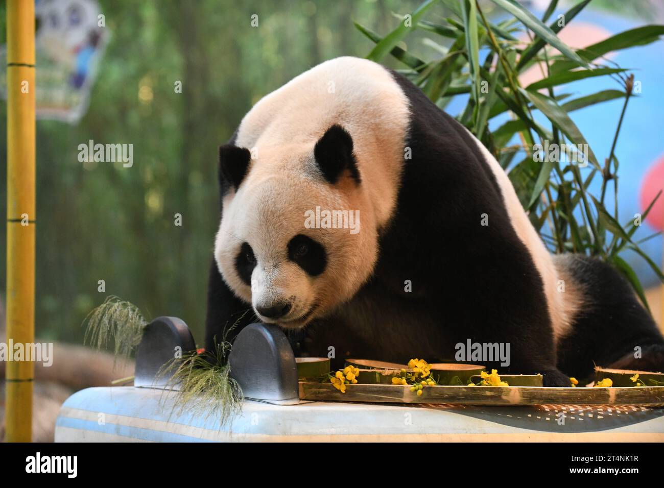 A giant panda enjoys food at the Chimelong Safari Park in Guangzhou ...