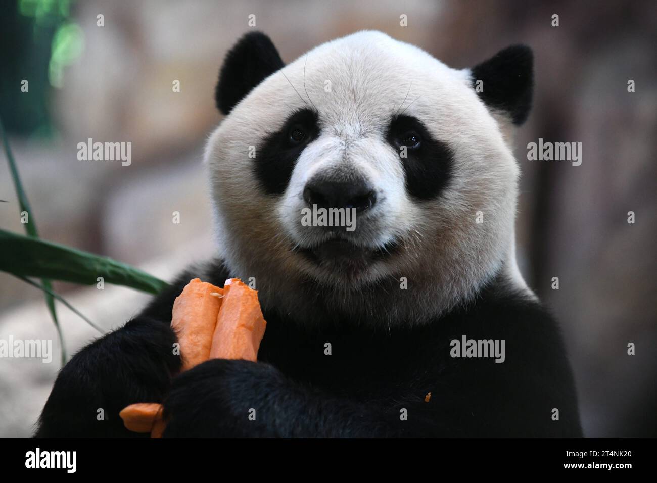 A giant panda enjoys food at the Chimelong Safari Park in Guangzhou ...