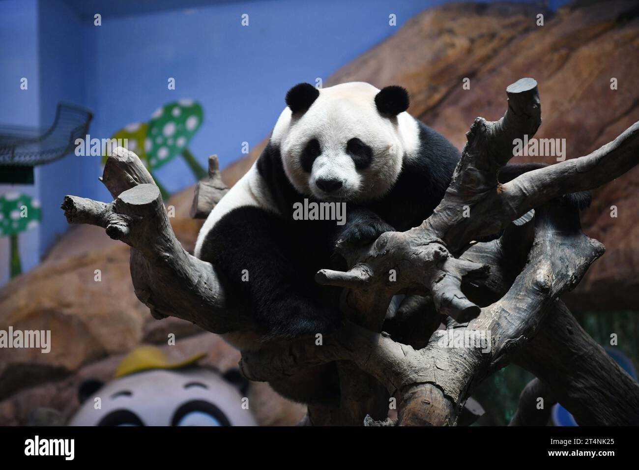 A giant panda enjoys food at the Chimelong Safari Park in Guangzhou ...