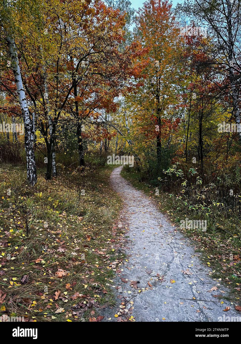 Autumn lanscape in the forest with with bright color leaves, lake and ...