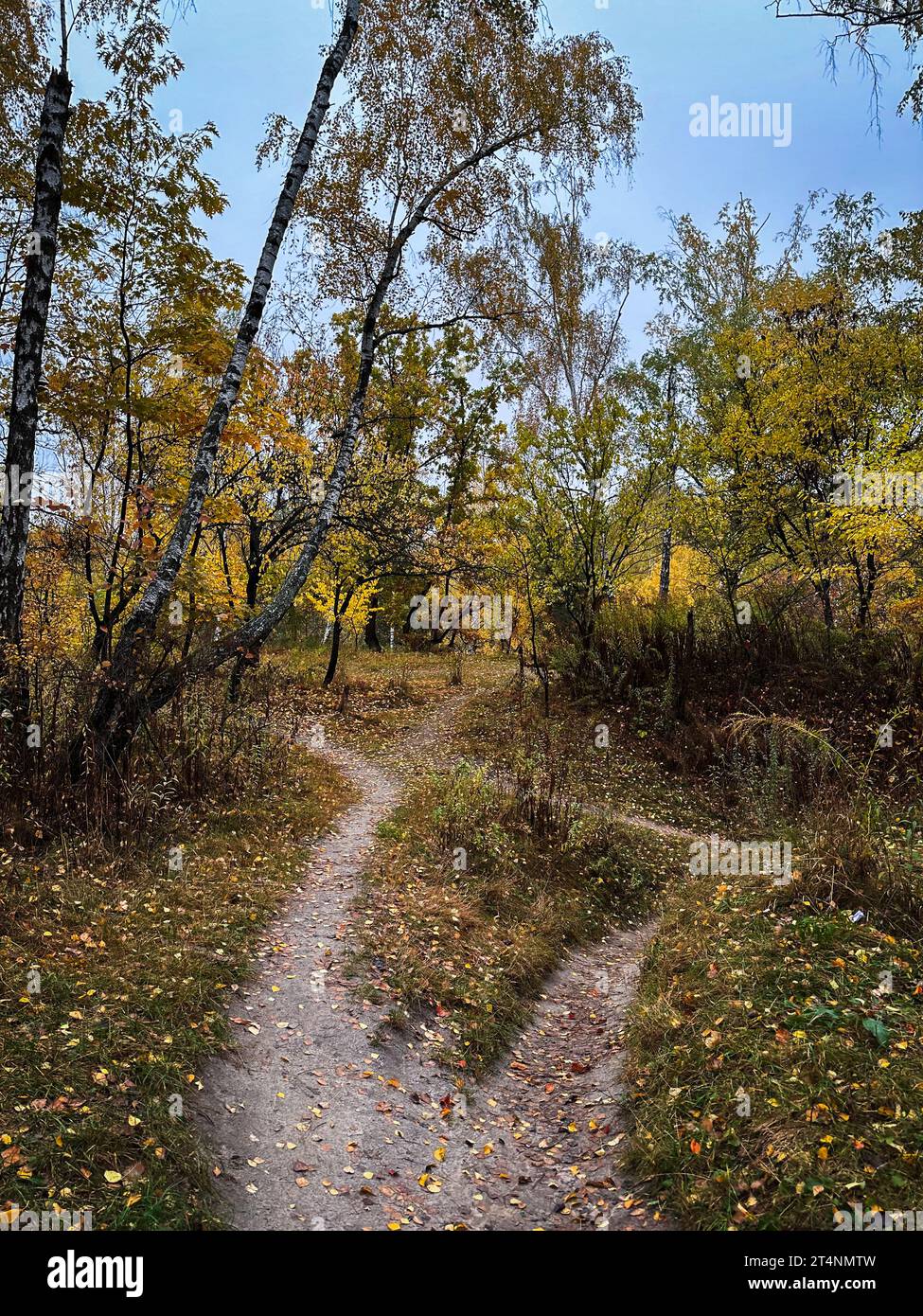Autumn lanscape in the forest with with bright color leaves, lake and ...