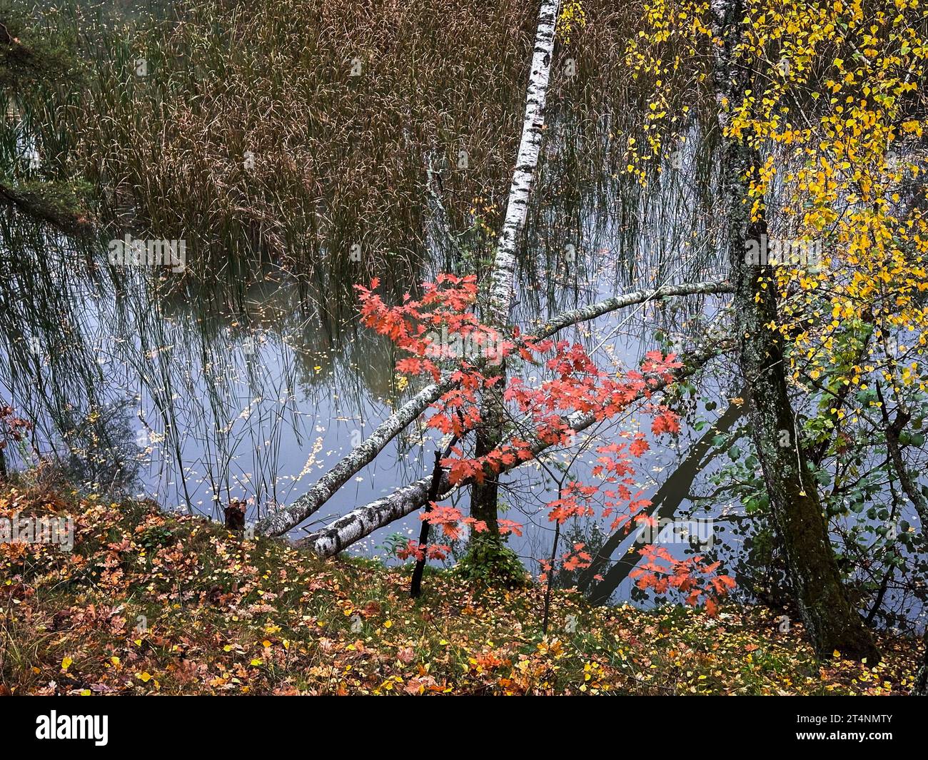 Autumn lanscape in the forest with with bright color leaves, lake and ...