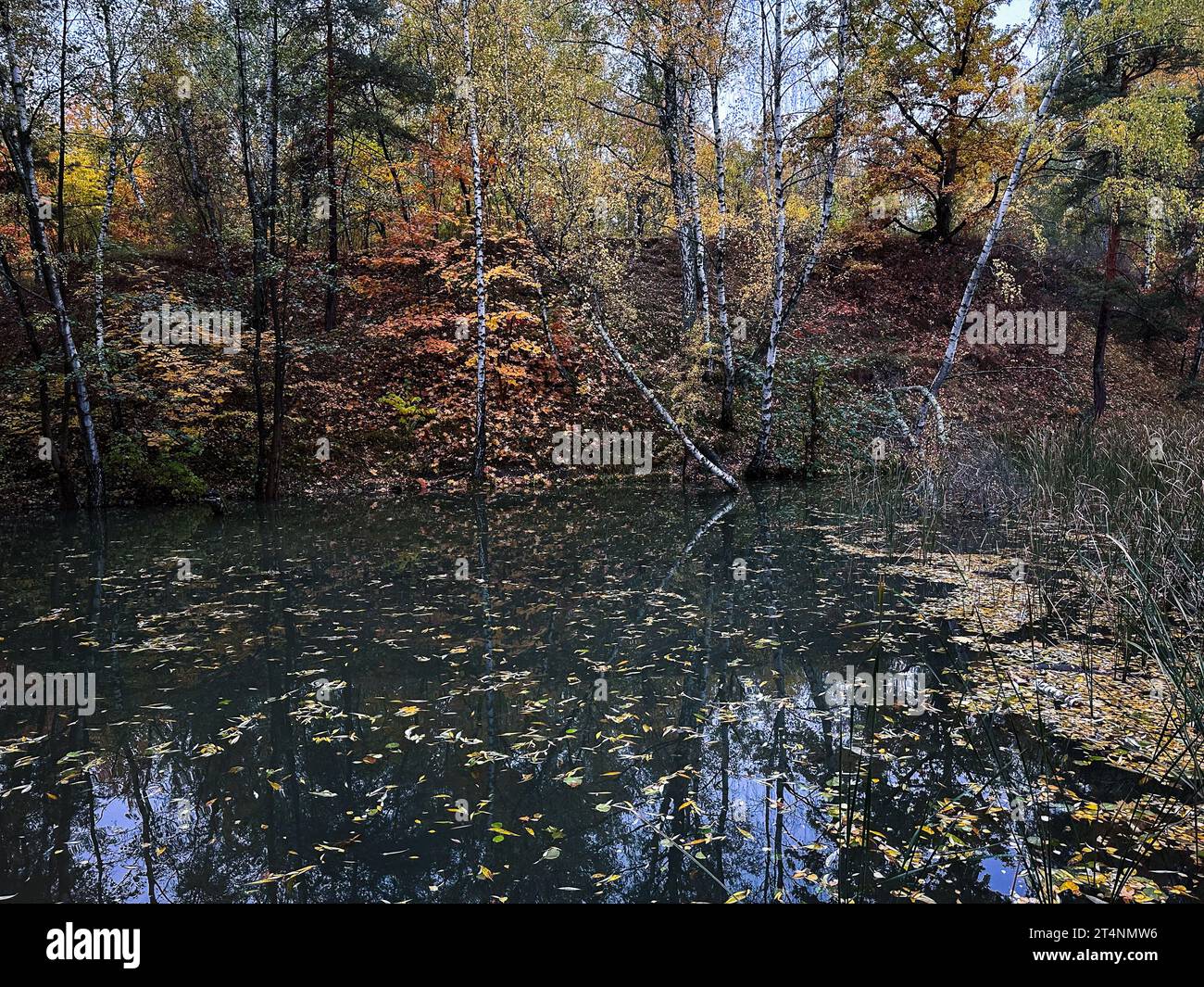 Autumn lanscape in the forest with with bright color leaves, lake and ...