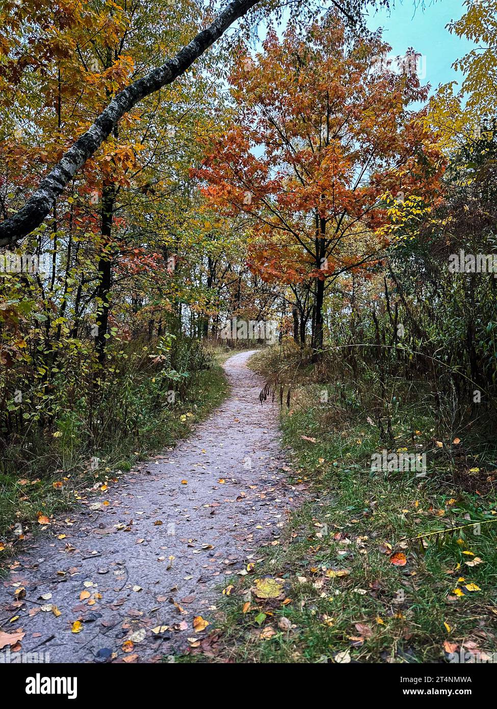 Autumn lanscape in the forest with with bright color leaves, lake and ...