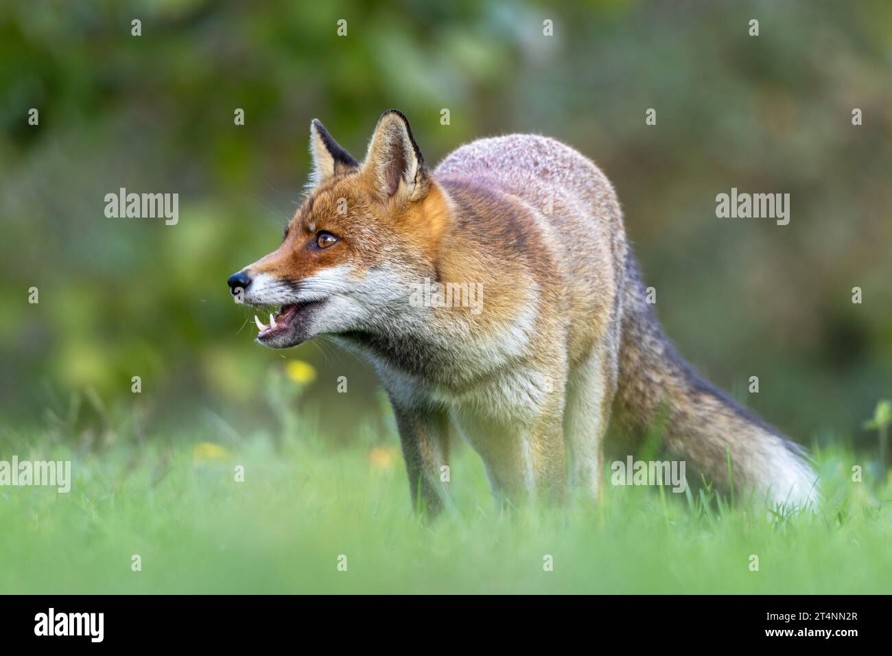 The red fox and the shades of autumn Stock Photo - Alamy
