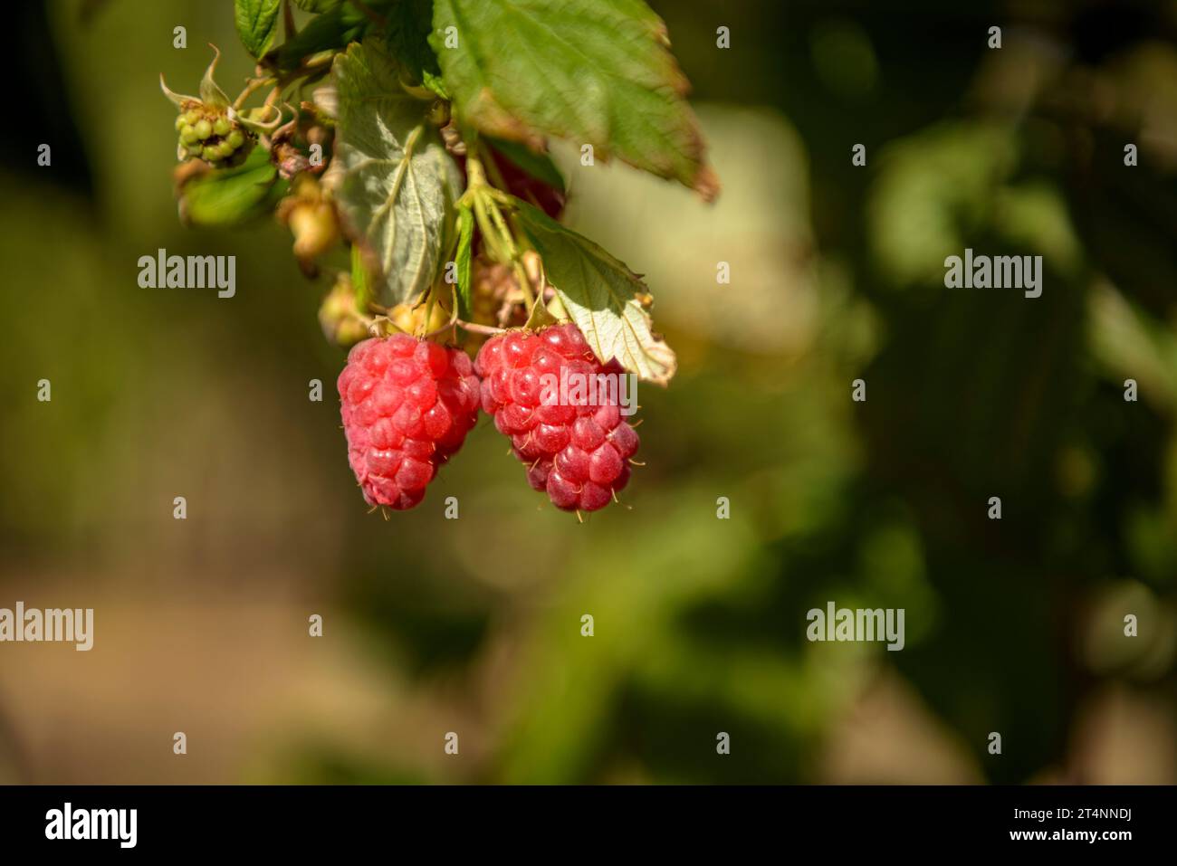 Berry fruit gerd hi-res stock photography and images - Alamy