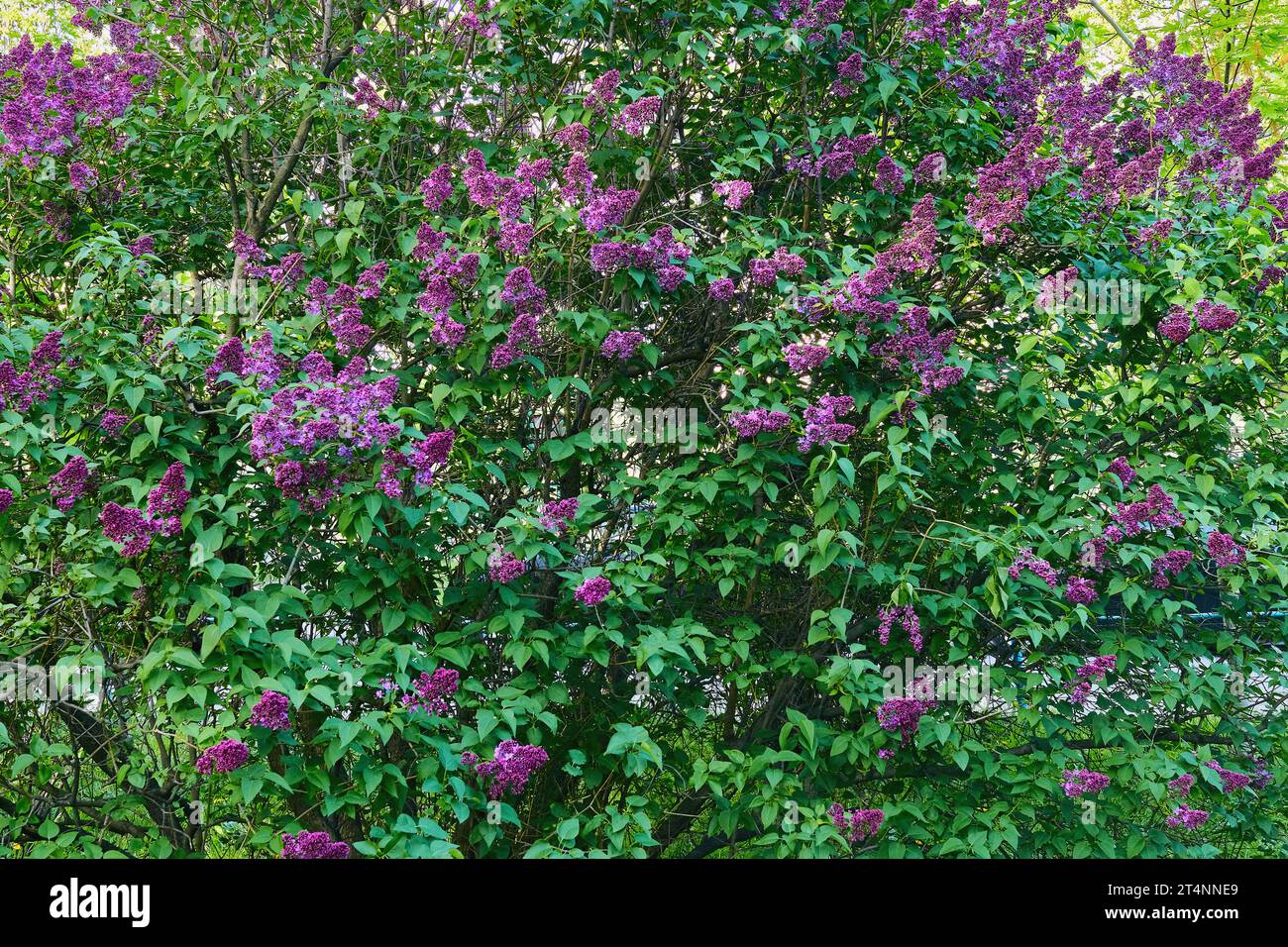 Spring lilac bush, freshness and pleasantness Stock Photo - Alamy