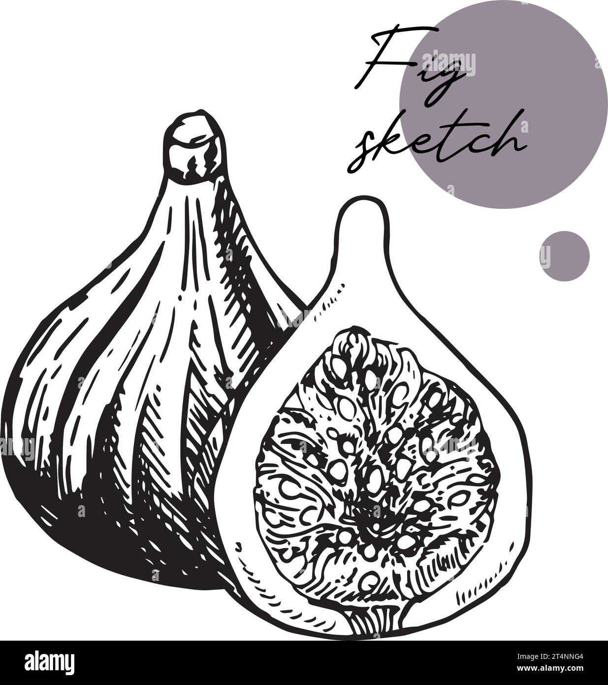 Fig vector drawing. Hand drawn fruit and sliced piece. Summer food ...