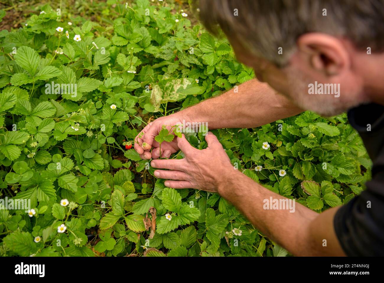 Planta de fresa hi-res stock photography and images - Alamy